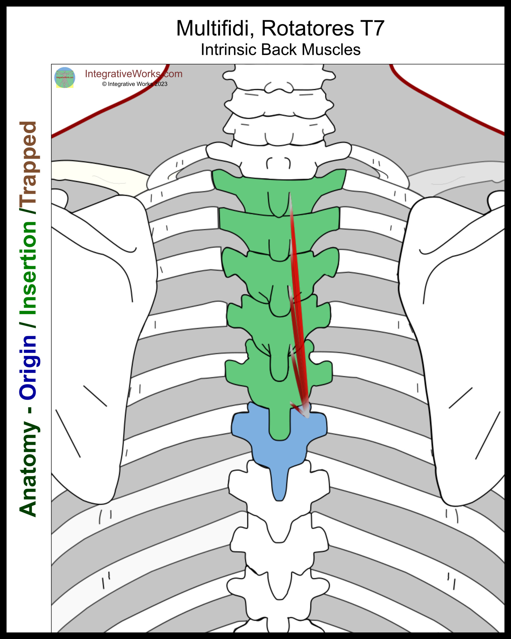 Rotatores and Multifidi - Functional Anatomy - Integrative Works