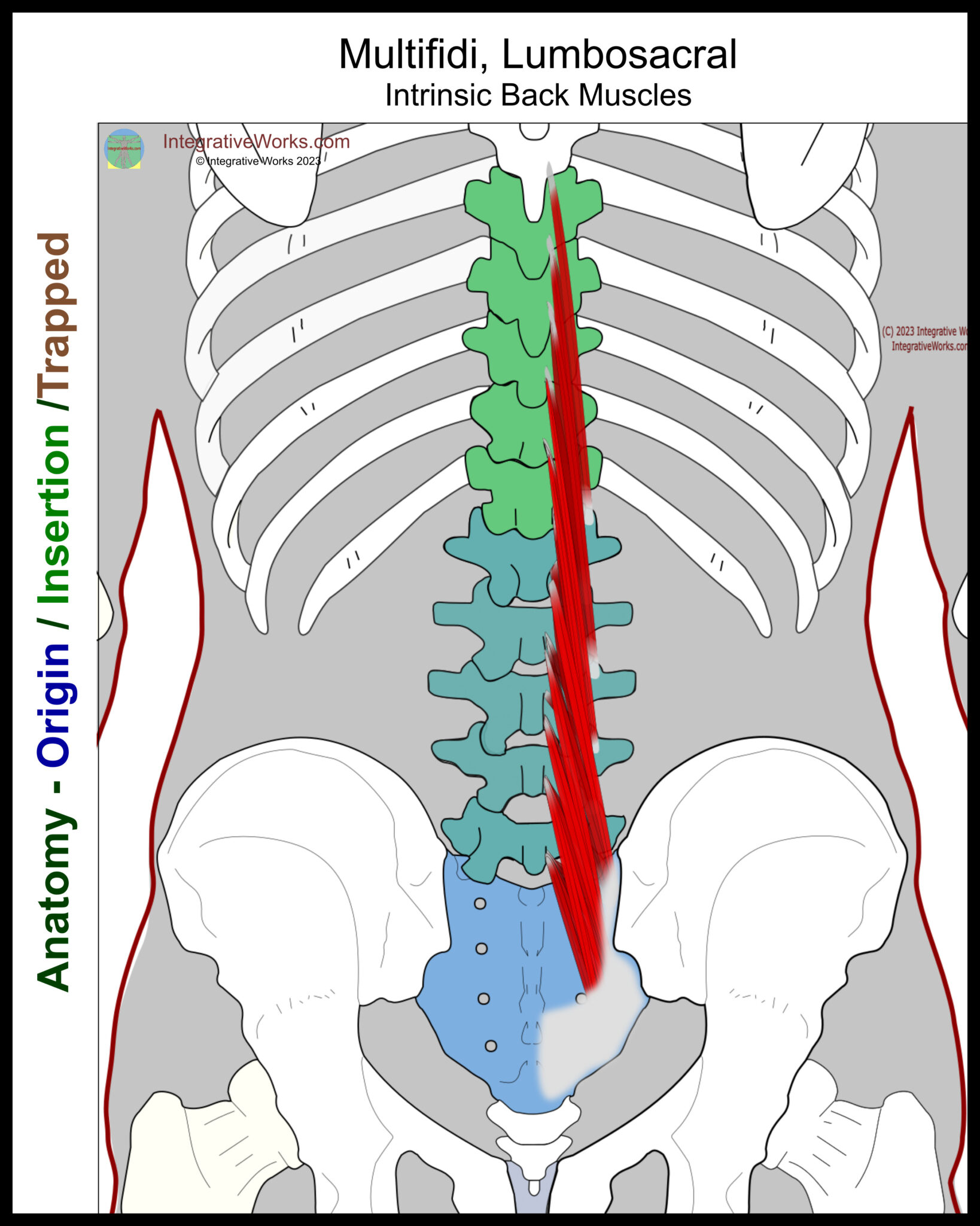 Rotatores and Multifidi - Functional Anatomy - Integrative Works