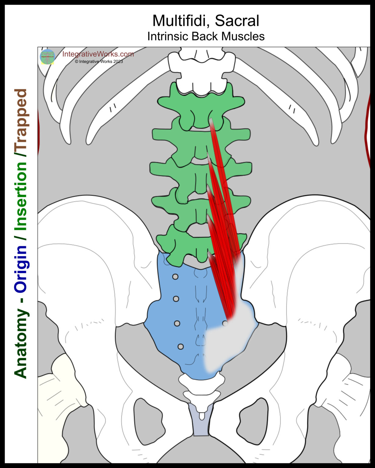Rotatores and Multifidi - Functional Anatomy - Integrative Works