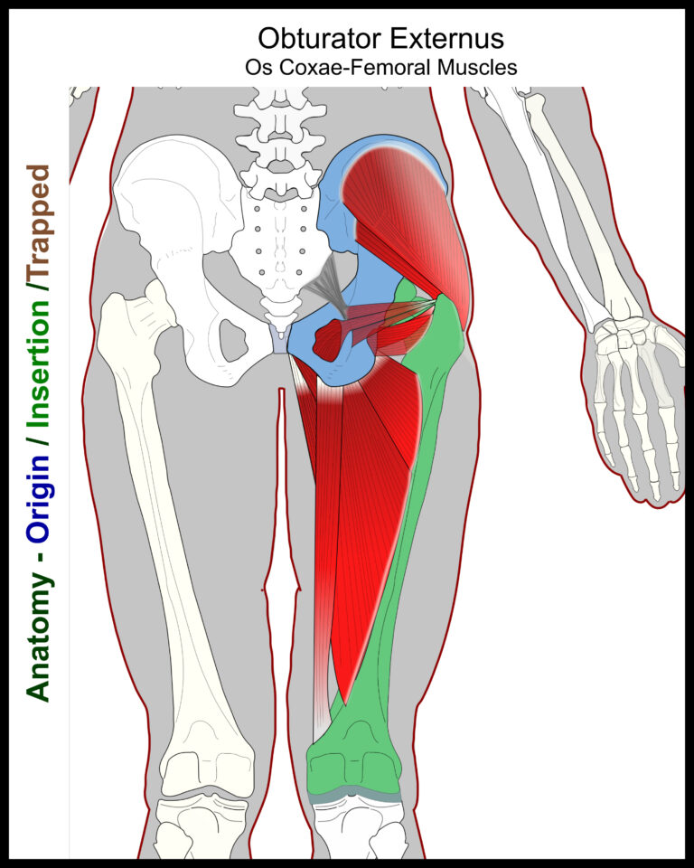 Obturator Externus - Functional Anatomy - Integrative Works