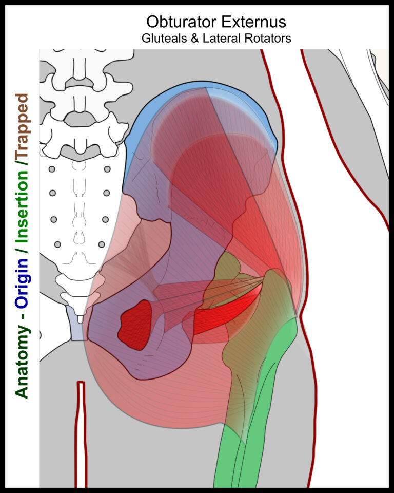 Obturator Externus - Functional Anatomy - Integrative Works