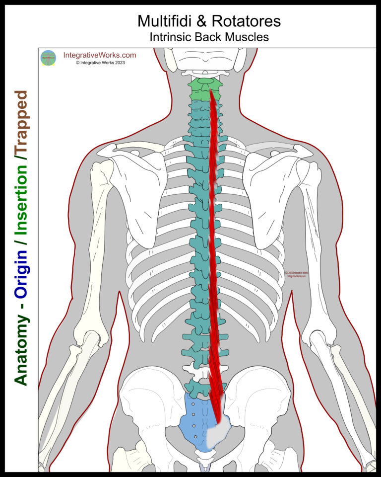 Rotatores and Multifidi - Functional Anatomy - Integrative Works