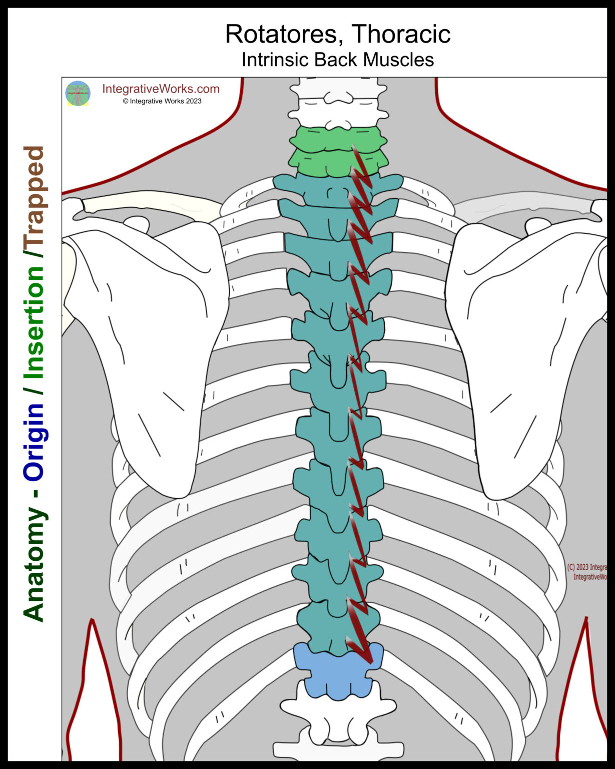 Rotatores and Multifidi - Functional Anatomy - Integrative Works