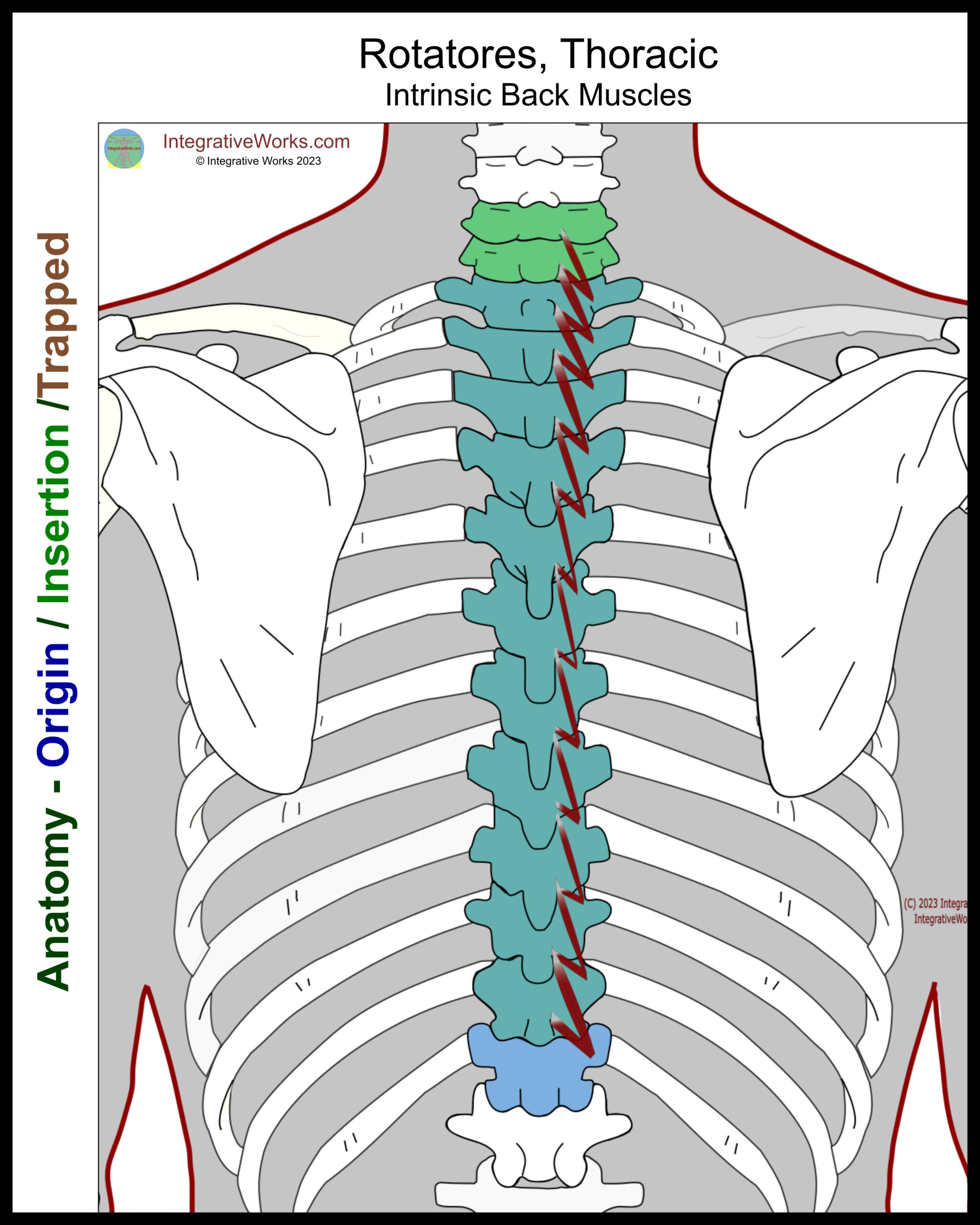 Rotatores and Multifidi - Functional Anatomy - Integrative Works