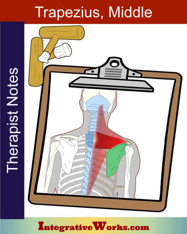 oitf-trapezius Archives - Integrative Works