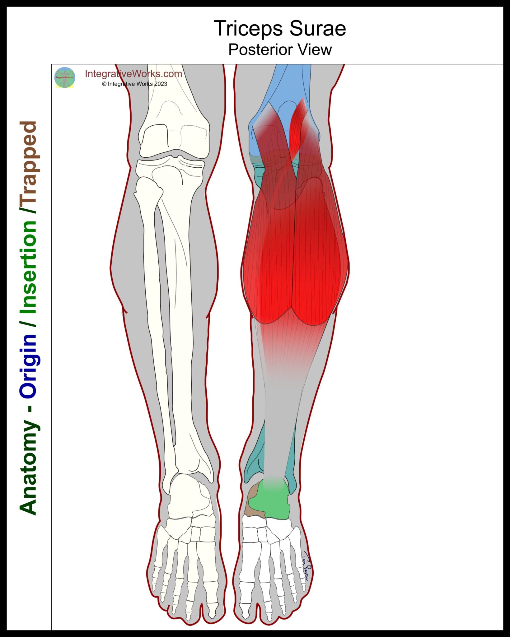 Soleus - Functional Anatomy - Integrative Works