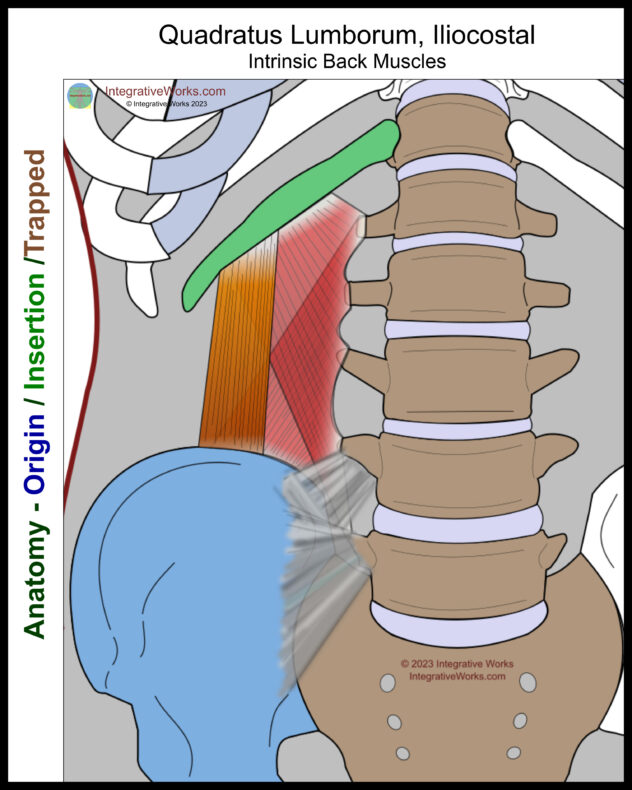 Quadratus Lumborum - Functional Anatomy - Integrative Works