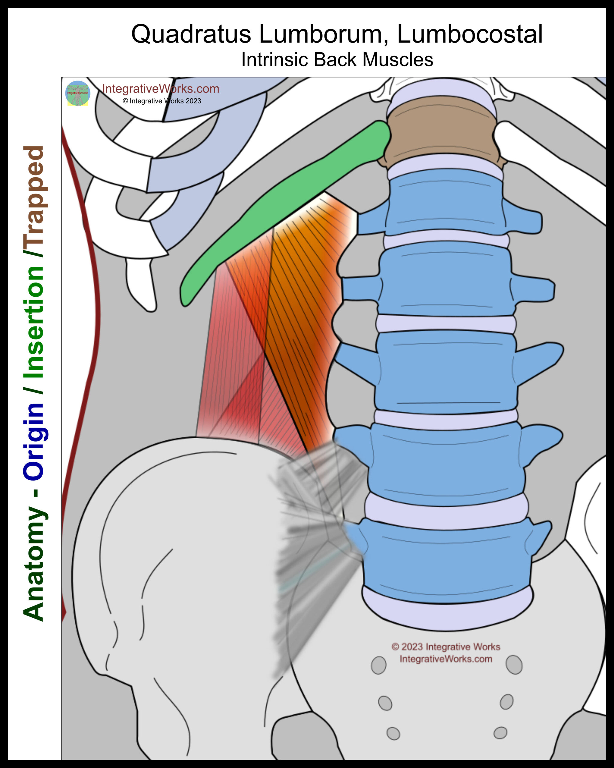 Quadratus Lumborum - Functional Anatomy - Integrative Works