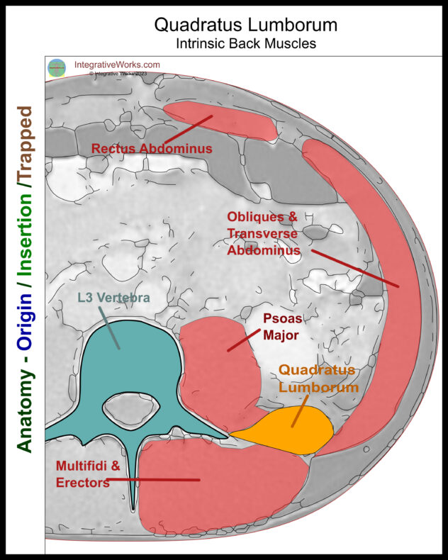 Quadratus Lumborum - Functional Anatomy - Integrative Works