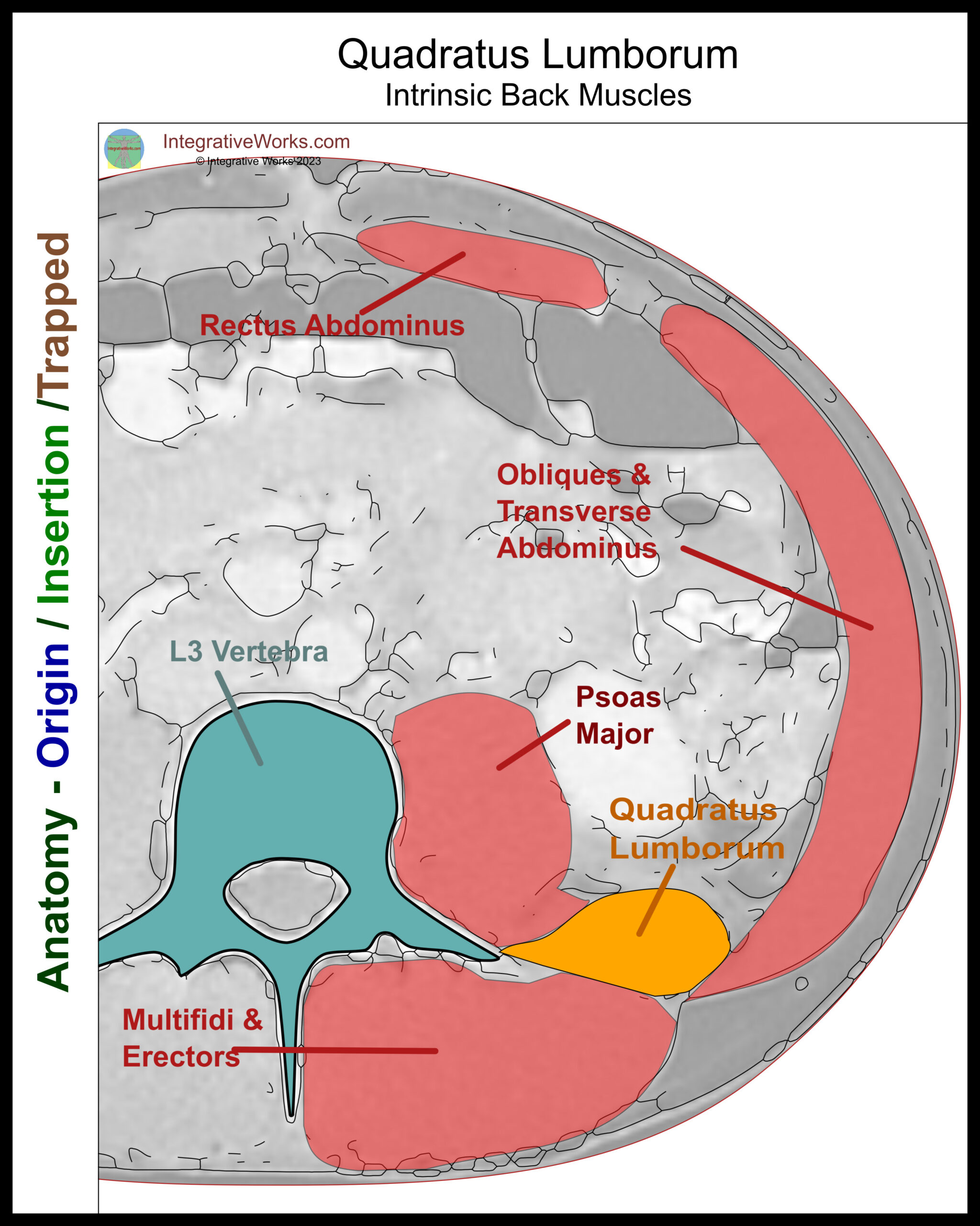 Quadratus Lumborum - Functional Anatomy - Integrative Works