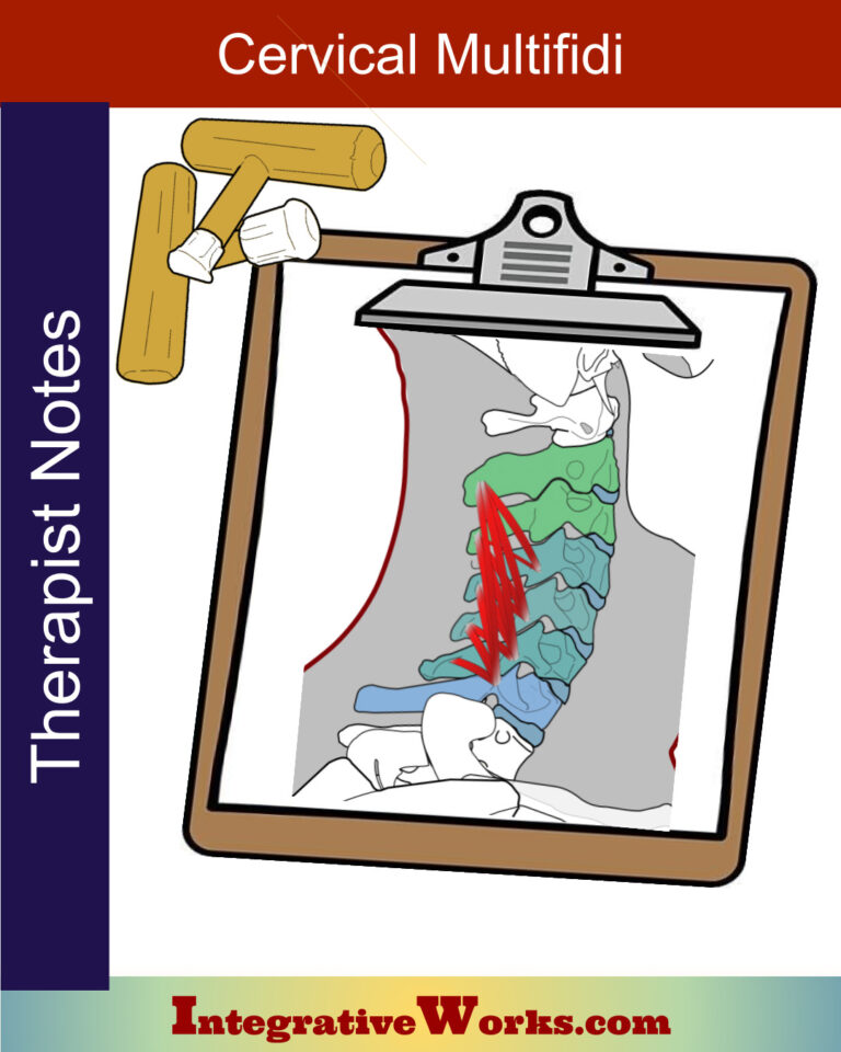 Rotatores and Multifidi - Functional Anatomy - Integrative Works