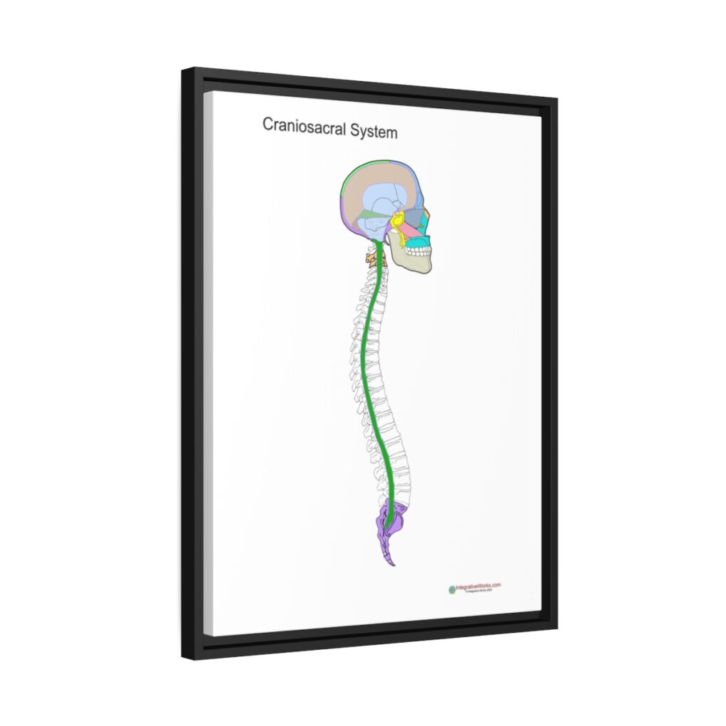 Craniosacral System - classic view, matte, framed - Integrative Works