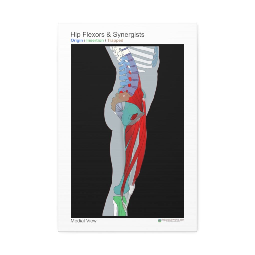 Hip Flexors & Synergists - dark mode - on canvas, not framed ...