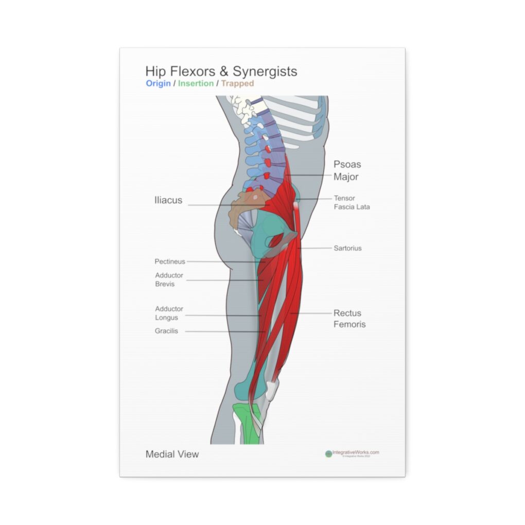 Hip Flexors & Synergists - labeled - medial view, on canvas, not framed ...