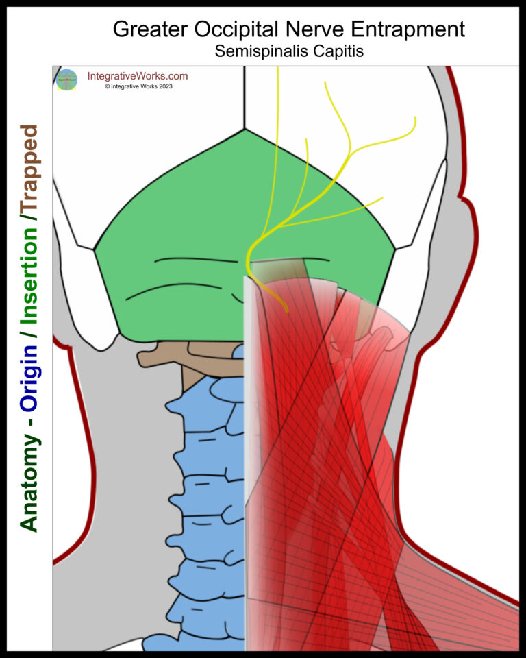 Semispinalis Capitis - Functional Anatomy - Integrative Works