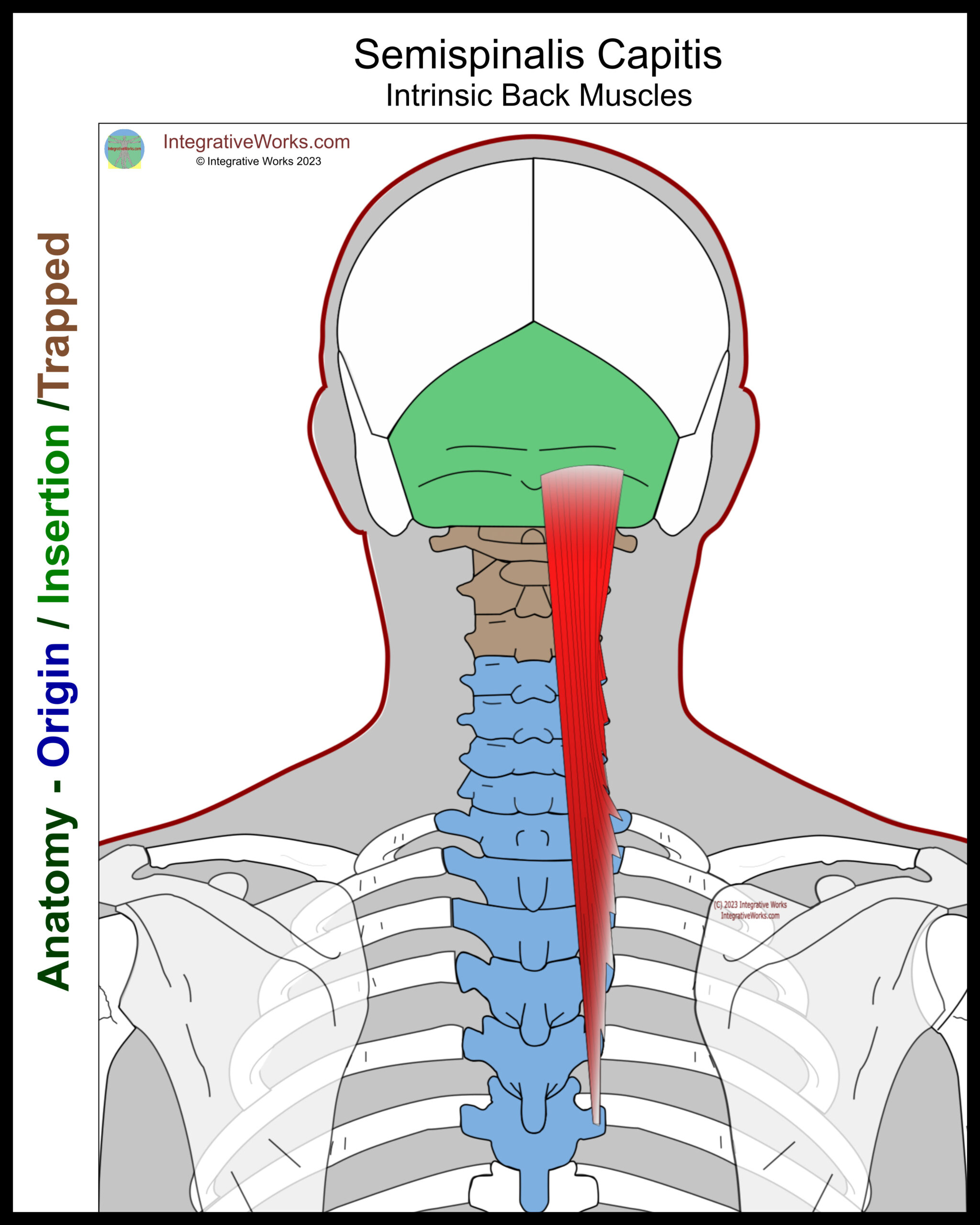 Semispinalis Capitis - Functional Anatomy - Integrative Works