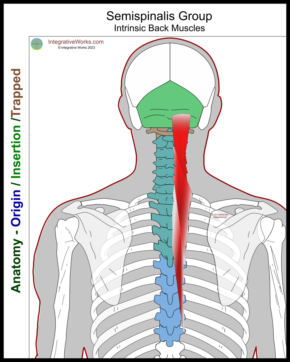 Semispinalis Cervicis - Functional Anatomy - Integrative Works