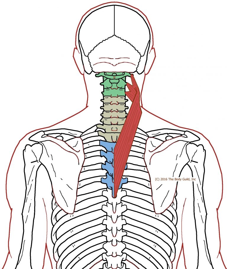 Splenius Cervicis - Functional Anatomy - Integrative Works