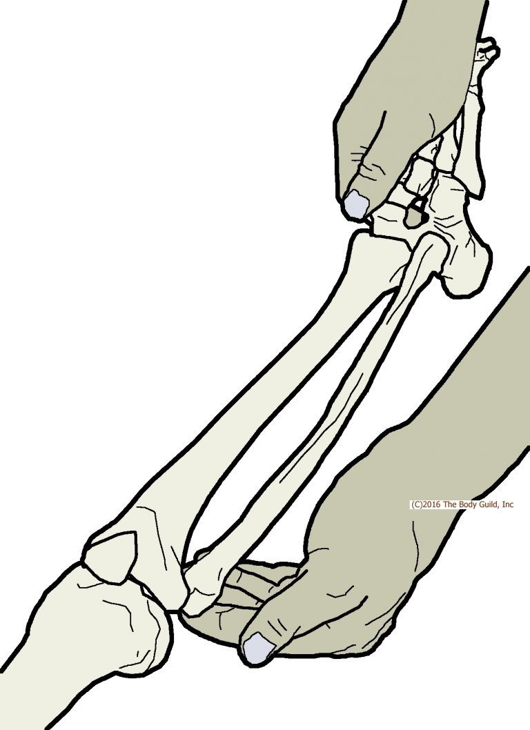 Peroneal Muscles - Massage Therapy Notes - Integrative Works